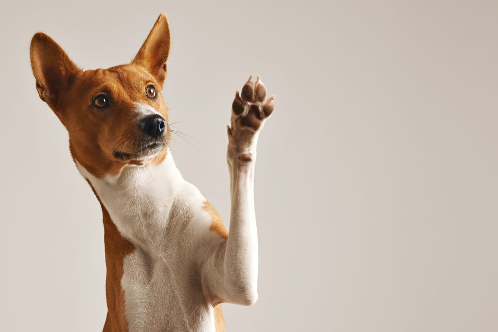 The Top 10 Meanest Dog Breeds — Buffalo Personal Injury Lawyer News ...